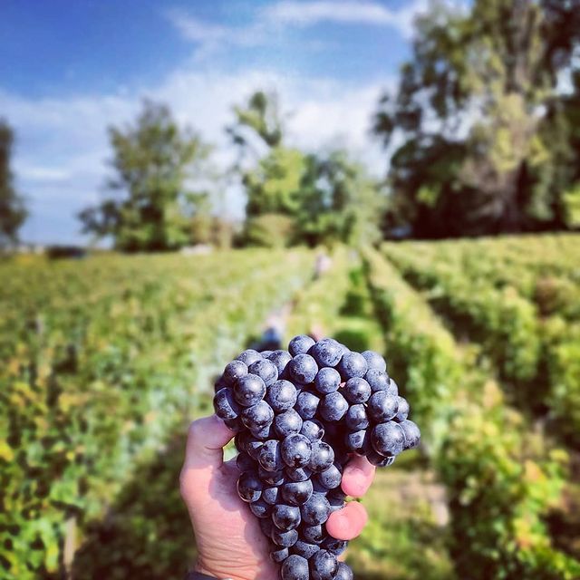 CAAV ON LINE WINE SHOP-株式会社カーヴ – CAAV on line WINE SHOP